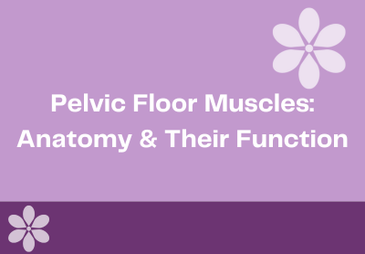 Pelvic Floor Muscles: Anatomy & Function Explained – Intimate Rose